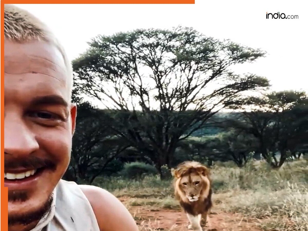 Sher Ka Video: वीडियो कॉल पर था शख्स तभी चुपके से पहुंच गया शेर, फिर जो ...