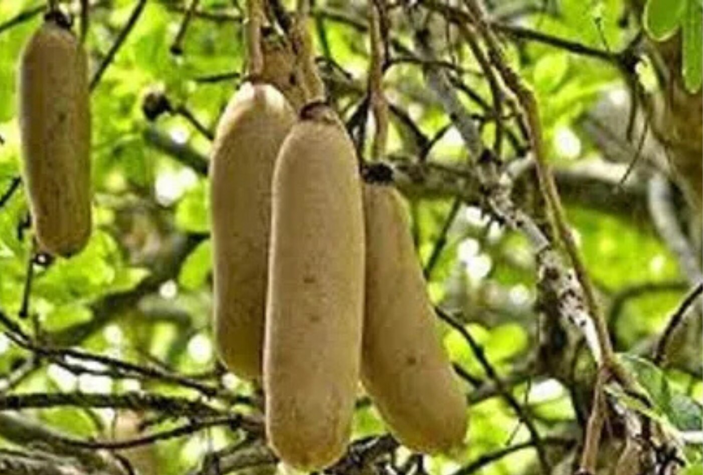 पथरी से राहत चाहिए? आजमाएं बालम खीरा का ये प्राकृतिक उपाय, जानें उपयोग ...