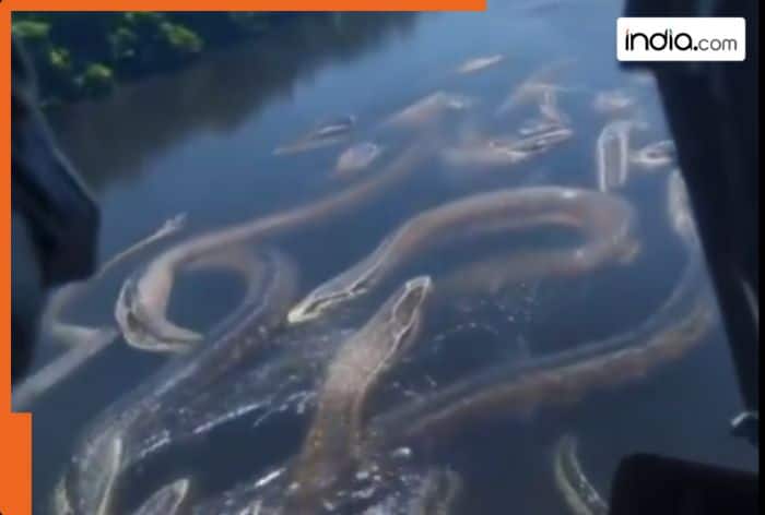 VIRAL video: Massive Anaconda seen gliding through water in the heart ...