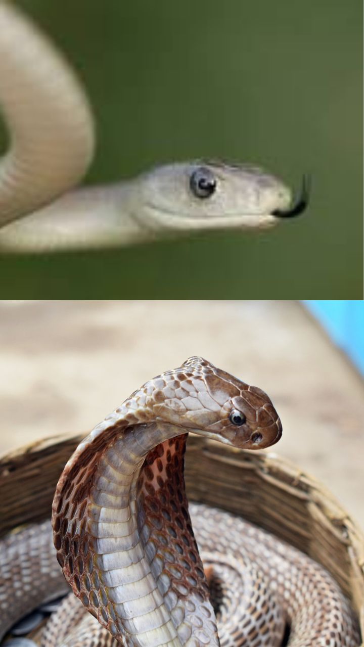 Black Mamba vs King Cobra: Who would win in a deadly face-off?