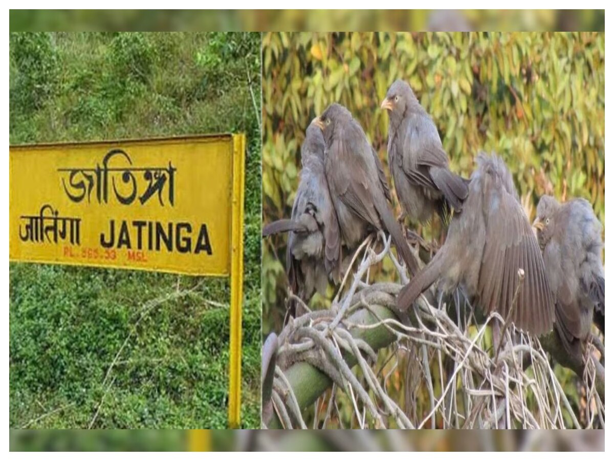 भारत की वो रहस्यमय जगह जहां पक्षी झुंड में जाकर करते हैं सुसाइड ...