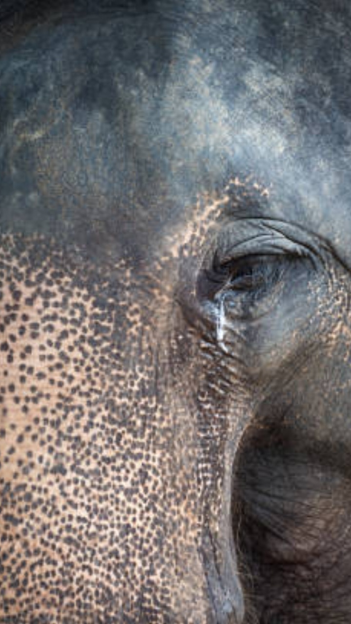 7 animals that 'cry' like humans