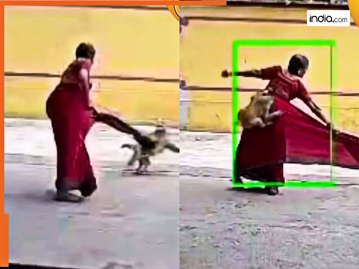 Bandar Ka Video: लाल साड़ी में बुजुर्ग महिला को देखते ही भड़क गए बंदर ...