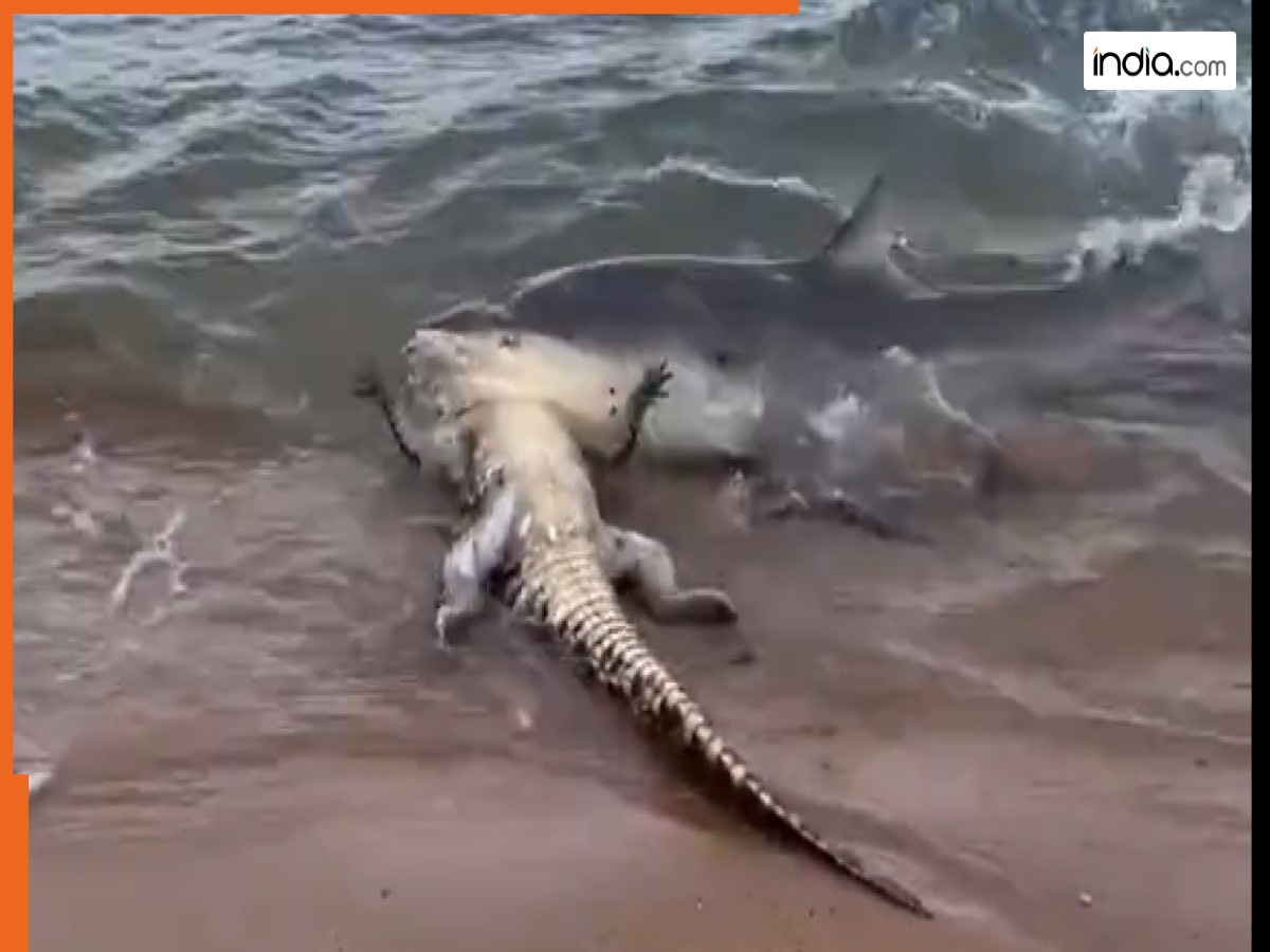 Shark vs Crocodile Fight: समुद्र तट पर शार्क और मगरमच्छ का रोमांचक ...