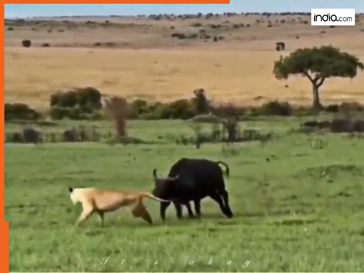 Sher Ka Video: इस बार भैंसे से जीत ना पाया शेर, हमला करते ही पिट गया जंगल का राजा | देखें वीडियो
