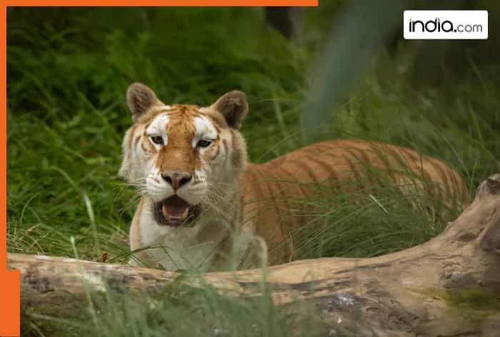 Lions to Leopards: Here how to book tickets for Vantara Jamnagar Safari ...