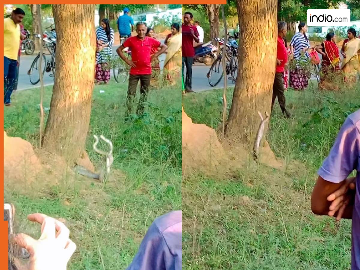 Snake dancing Video: पार्क में अचानक शुरू हुआ सांपों का रोमांस, नजारा ...