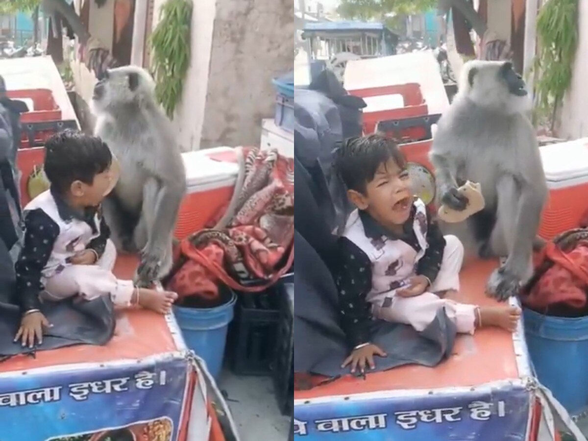 Bandar Ka Video: बंदर ने छीना खाना तो रोने लगा बच्चा, बचाने की बजाय रील ...