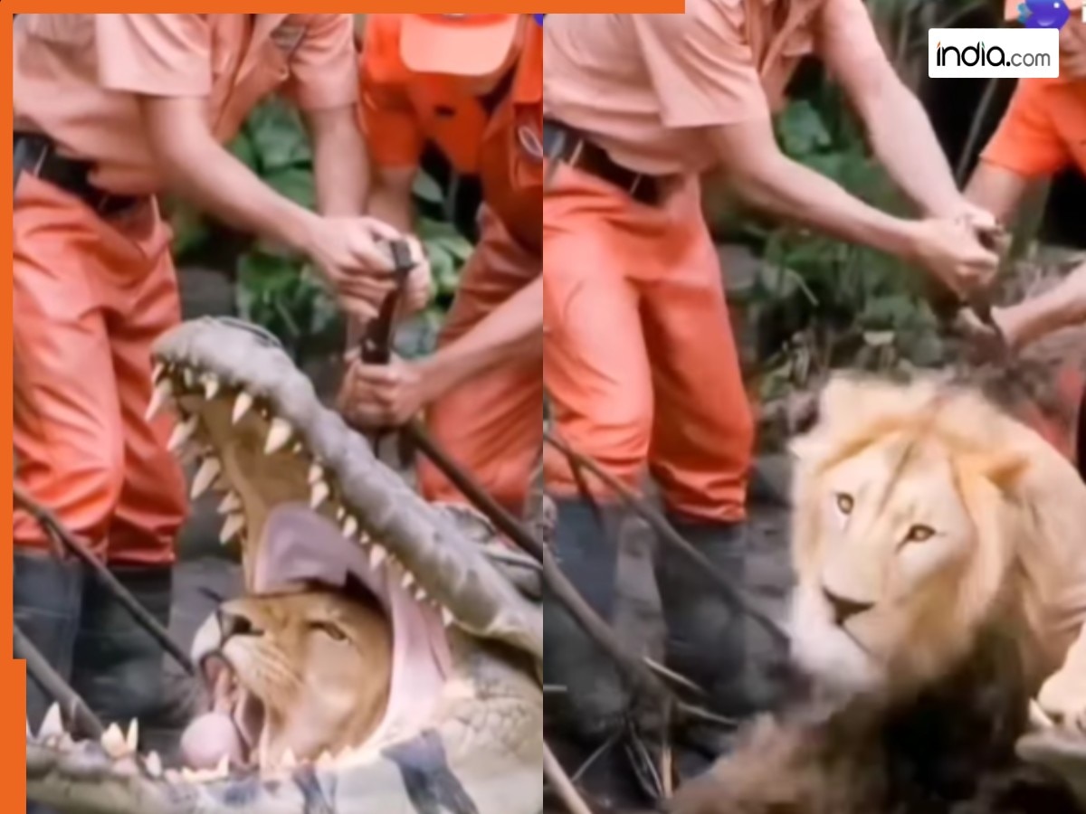 Sher Ka Video: मगरमच्छ के जबड़े में फंस गया शेर का सिर, फिर जो हुआ खुद देख लीजिए | देखें वीडियो