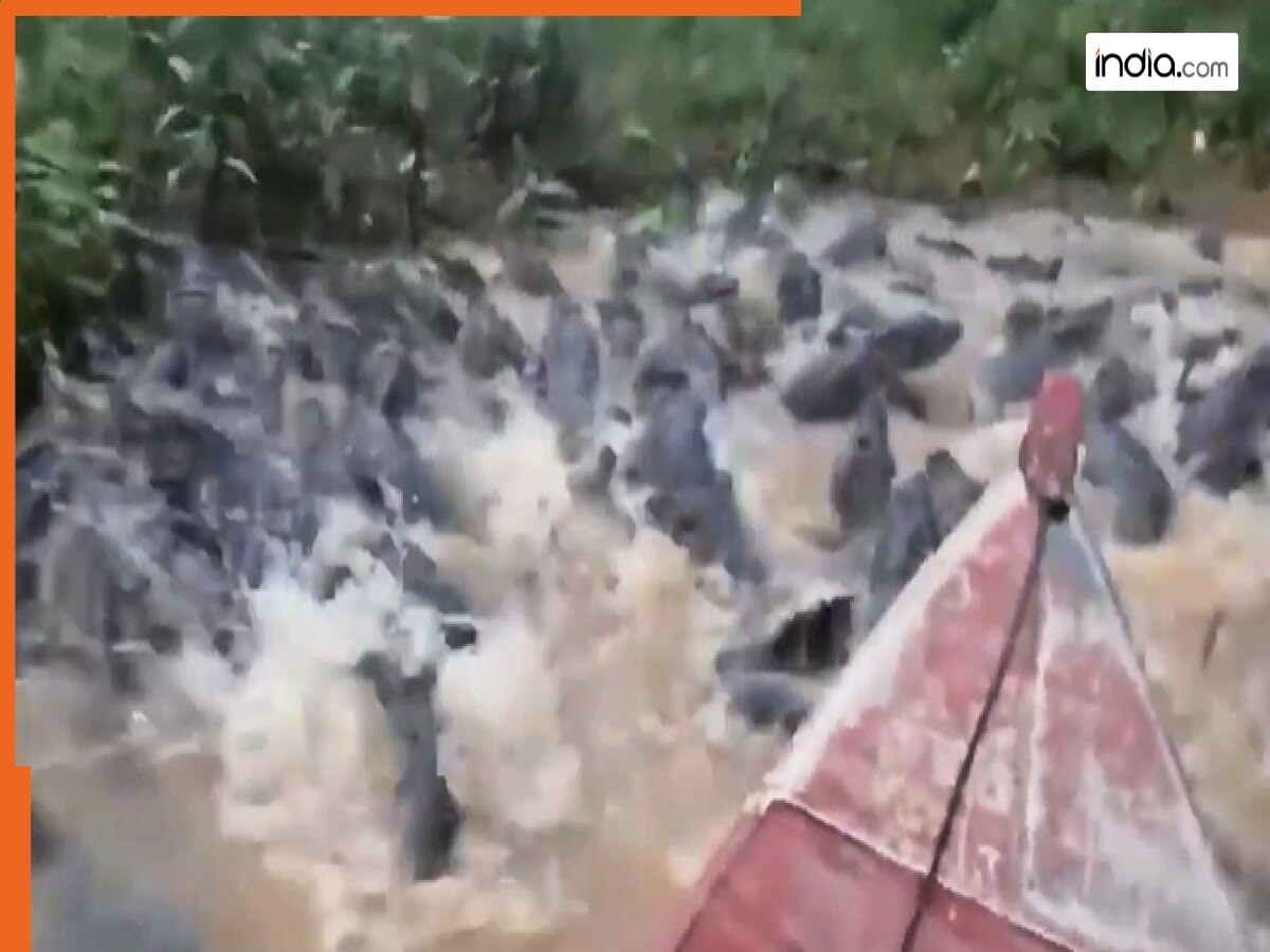 Magarmach Ka Video: मगरमच्छ से भरे तालाब में नाव लेकर उतर गया शख्स, आगे ...