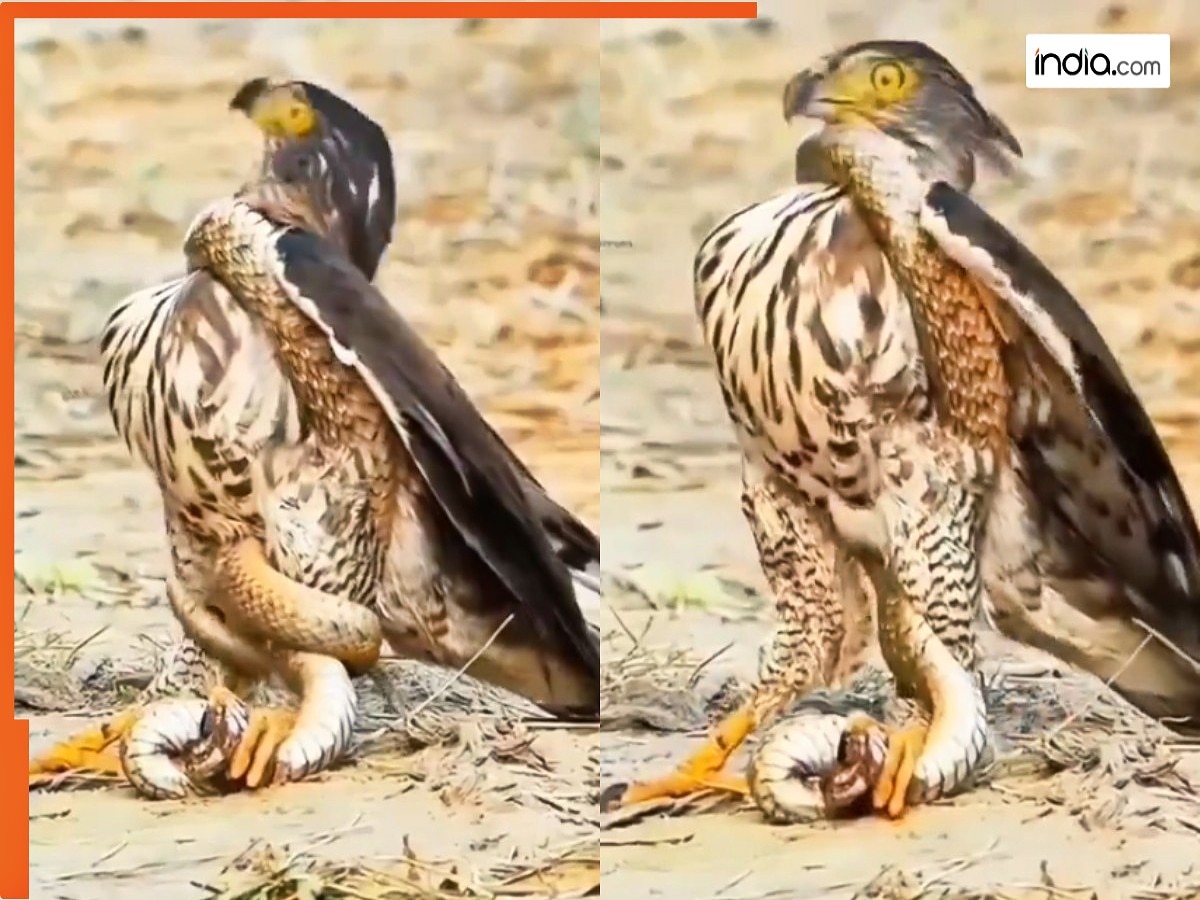 Baaz Ka Video: अबकी बार सांप से नहीं जीत पाया बाज, हुआ ऐसा पलटवार धरी ...