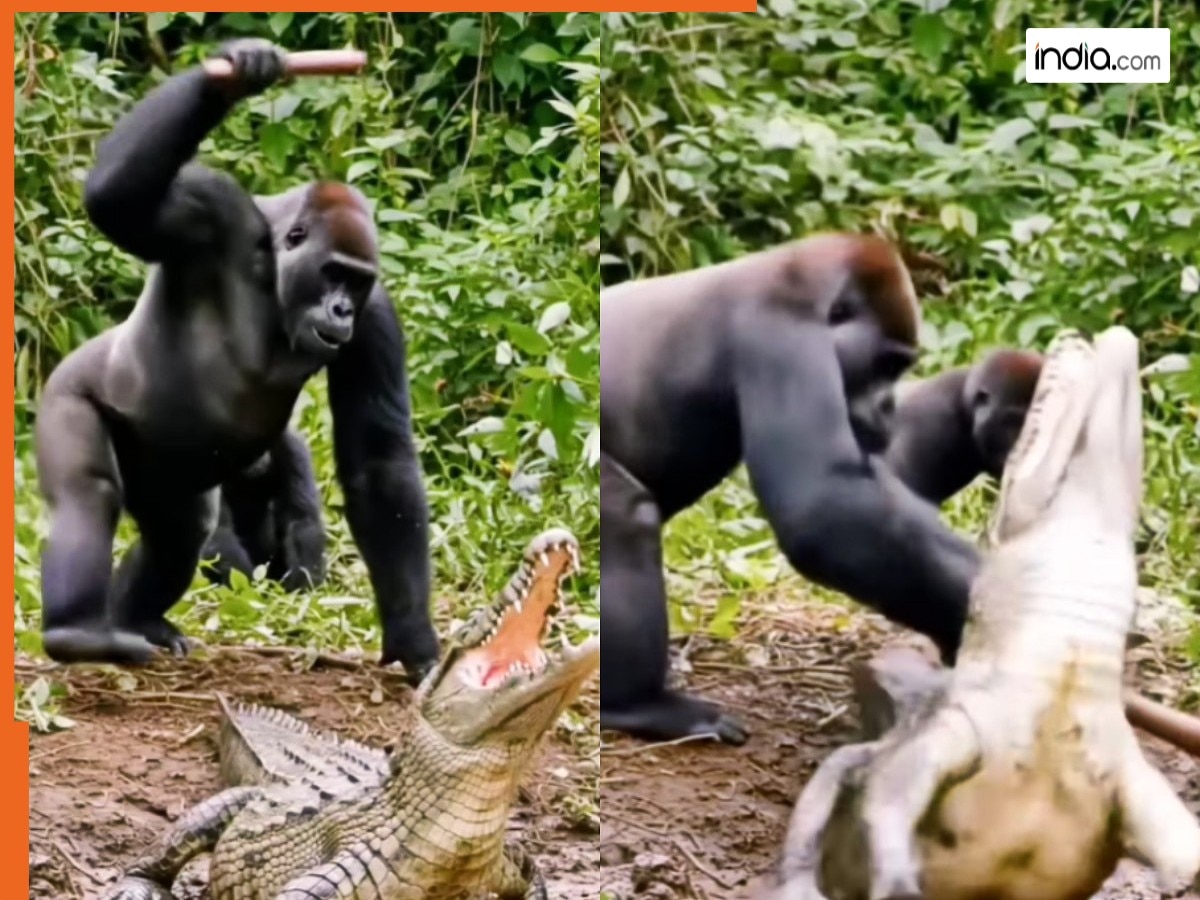 Magarmach Ka Video: डंडे से मगरमच्छ की खोपड़ी फोड़ने लगा चिंपैंजी, पानी ...