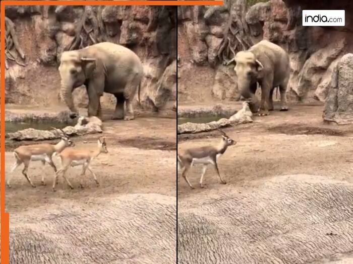 Hathi Ka Video: तालाब में गिरकर छटपटाने लगा हिरण, तभी 'देवदूत' बनकर ...