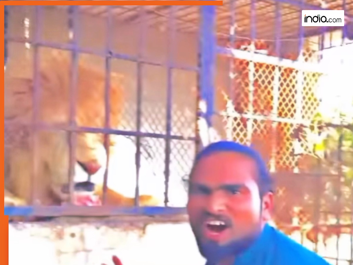 Sher Ka Video: बाड़े में बंद शेर को चिढ़ाने की गलती कर गया शख्स, अगले ही सेकेंड बेचारे को नानी ...