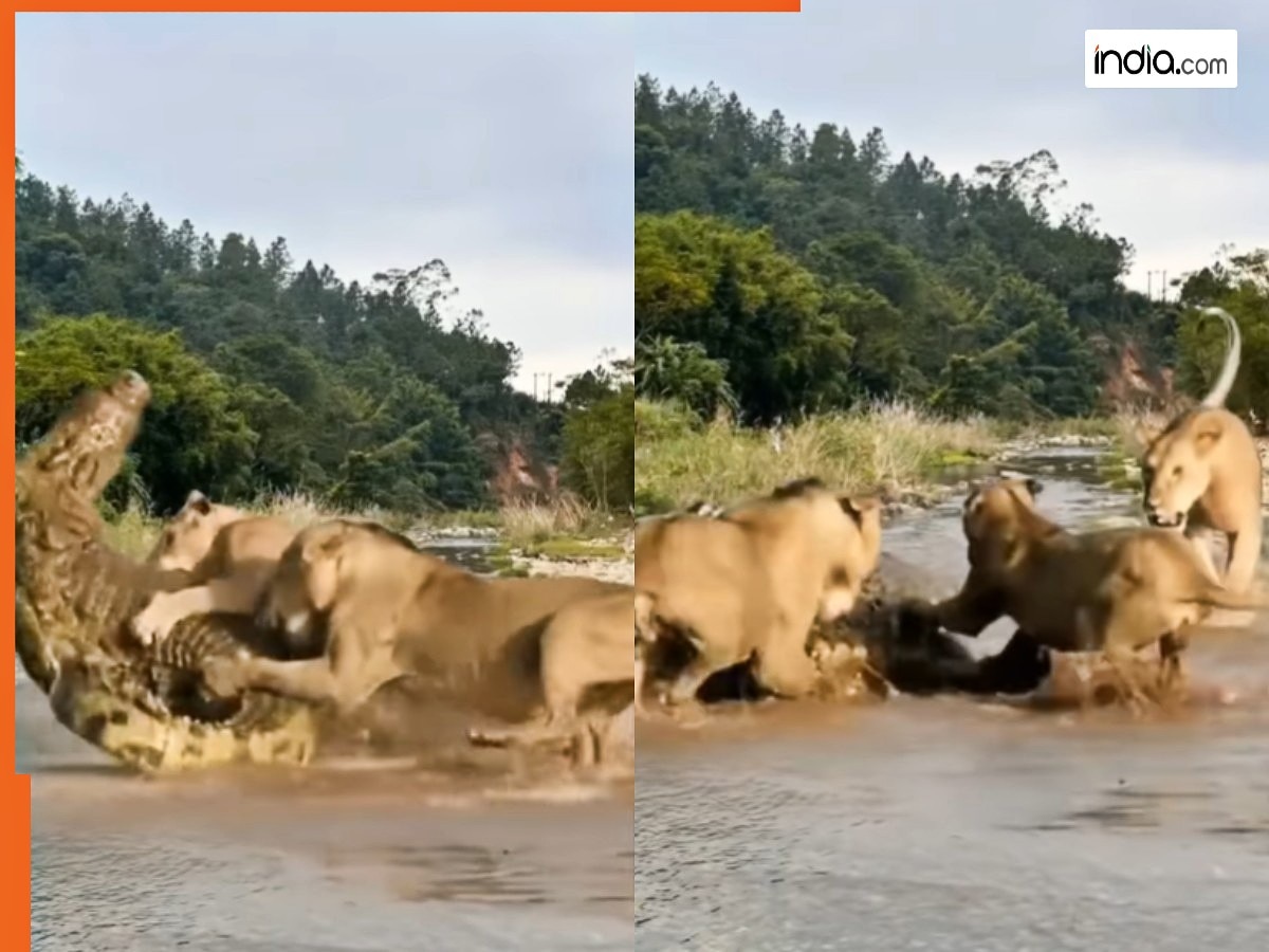 Magarmach Ka Video: पानी से बाहर आते ही फंस गया मगरमच्छ, काल बनकर टूट ...