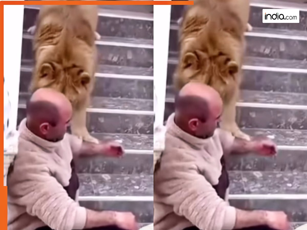 Sher Ka Video: शेर संग फोटो लेने गया था शख्स, मगर उसने जो किया जिंदगी ...