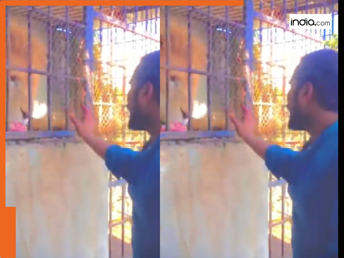 Sher Ka Video: पिंजरे में कैद शेर से मस्ती कर रहा था शख्स, तभी हुआ कुछ ...