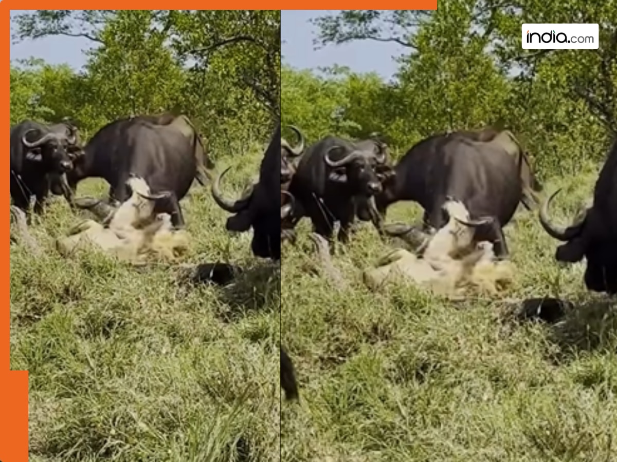 Sher Ka Video: भैंसों के झुंड में बुरा फंस गया जंगल का राजा शेर, फिर अगले पल जो हुआ सपने में भी ...