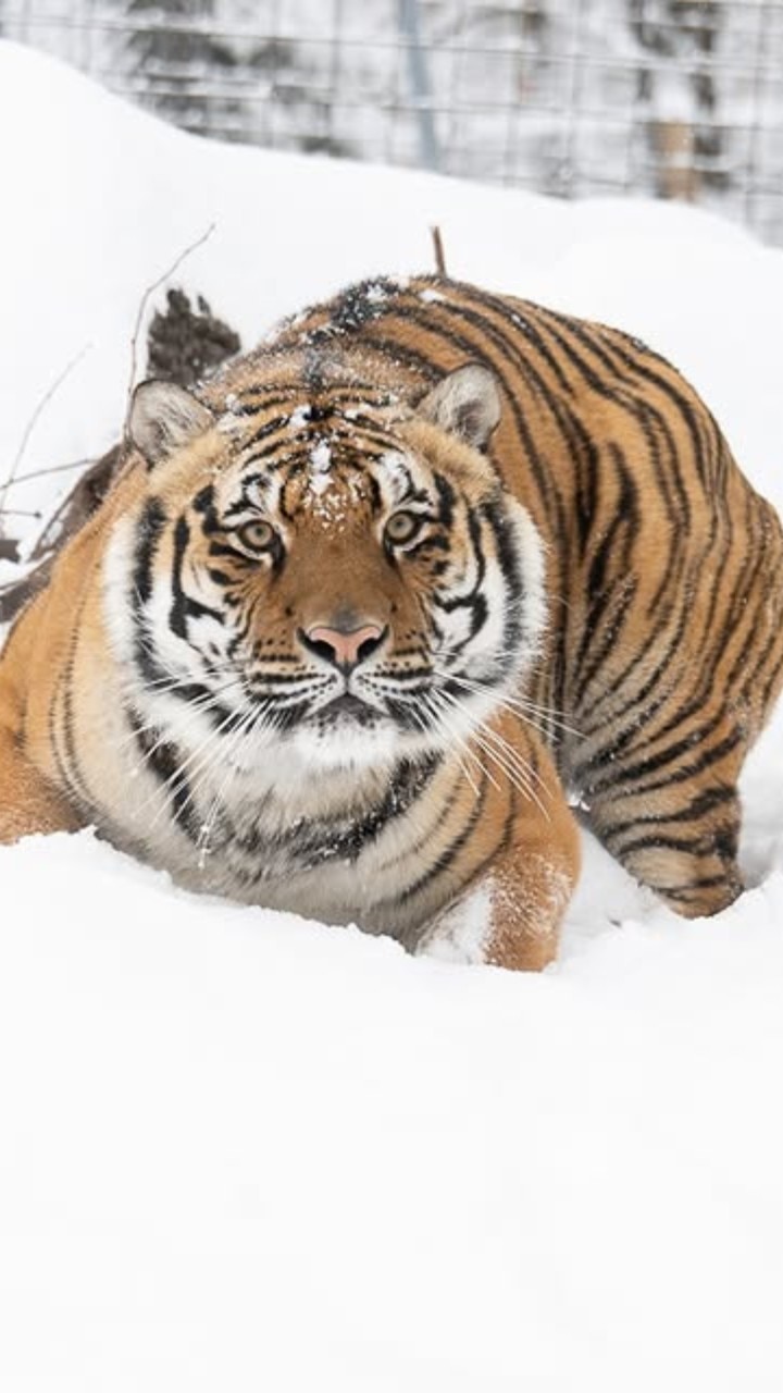 Where To Spot Tigers In India: 7 Parks With Highest Sightings