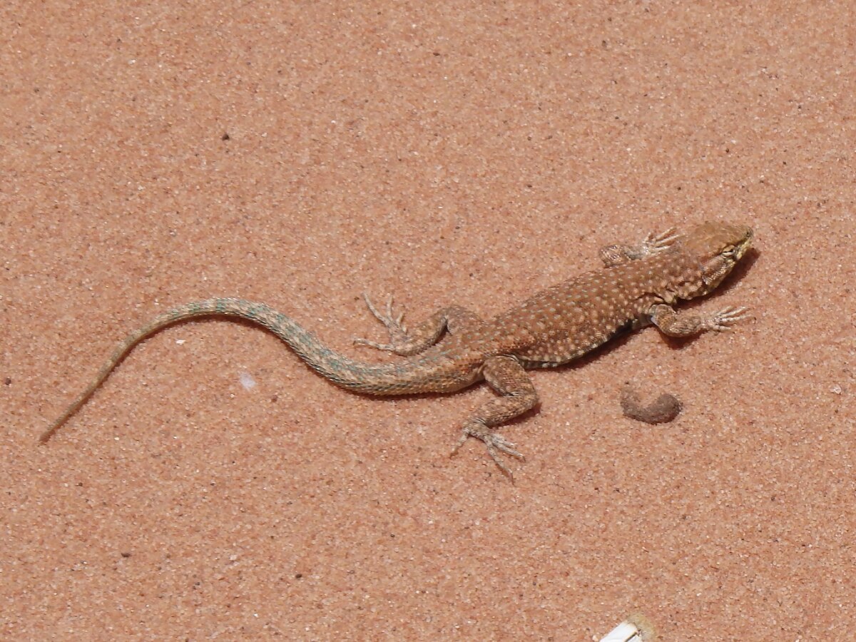 जिस छिपकली को देख भाग खड़े होते हैं आप, उसी को प्लेट में शौक से सजाकर ...