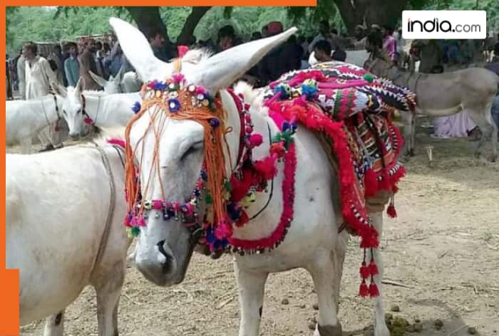 Not tea, cotton, or copper: Pakistani donkeys are in demand in China, used for…