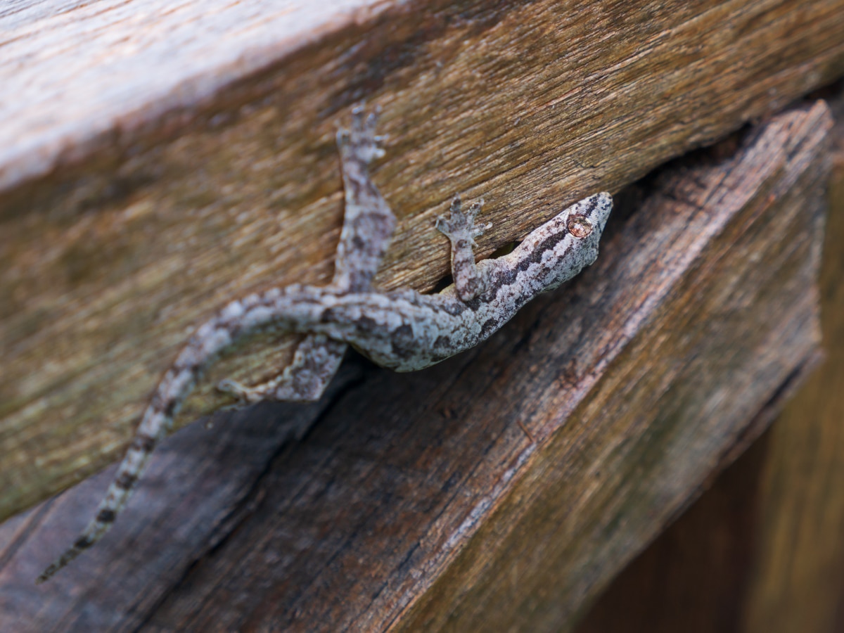 जिस छिपकली को देख भाग खड़े होते हैं आप, उसी को प्लेट में शौक से सजाकर ...