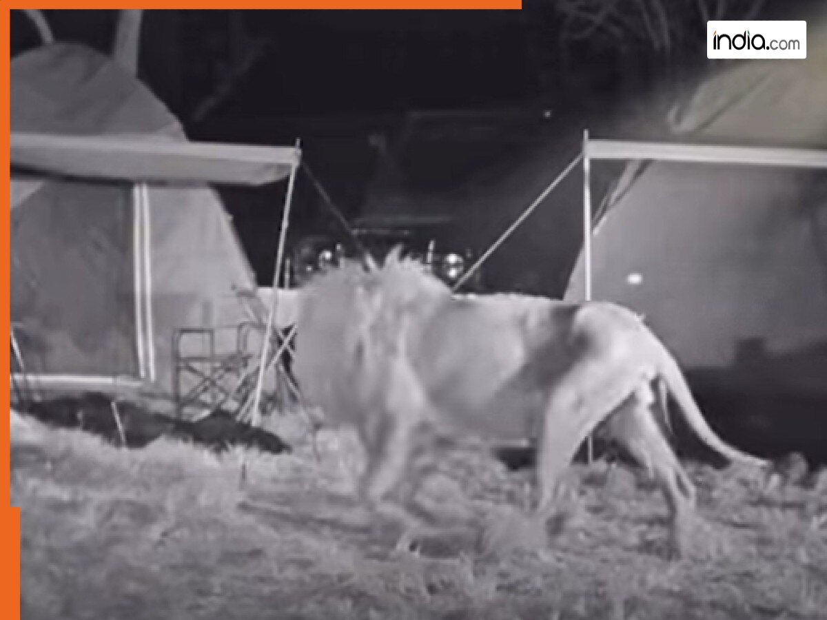 Sher Ka Video: कैंप लगाकार आराम कर रहे थे लोग, तभी अंदर घुस गया शेर, हिला देगा आगे का सीन ...