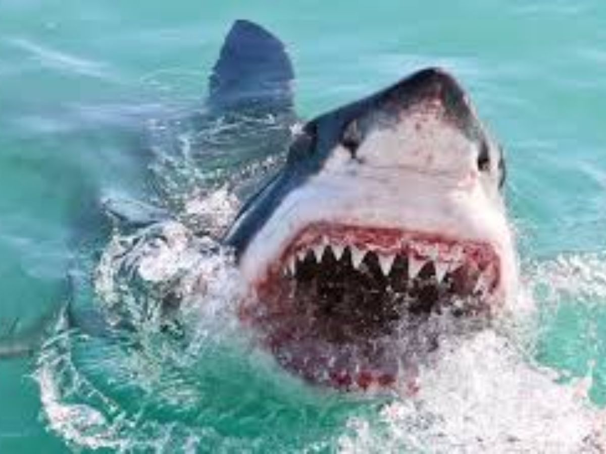 समंदर के 5 बड़े और बेहद खतरनाक जानवर, 5 नंबर वाले शिकारी को कहा जाता है ...