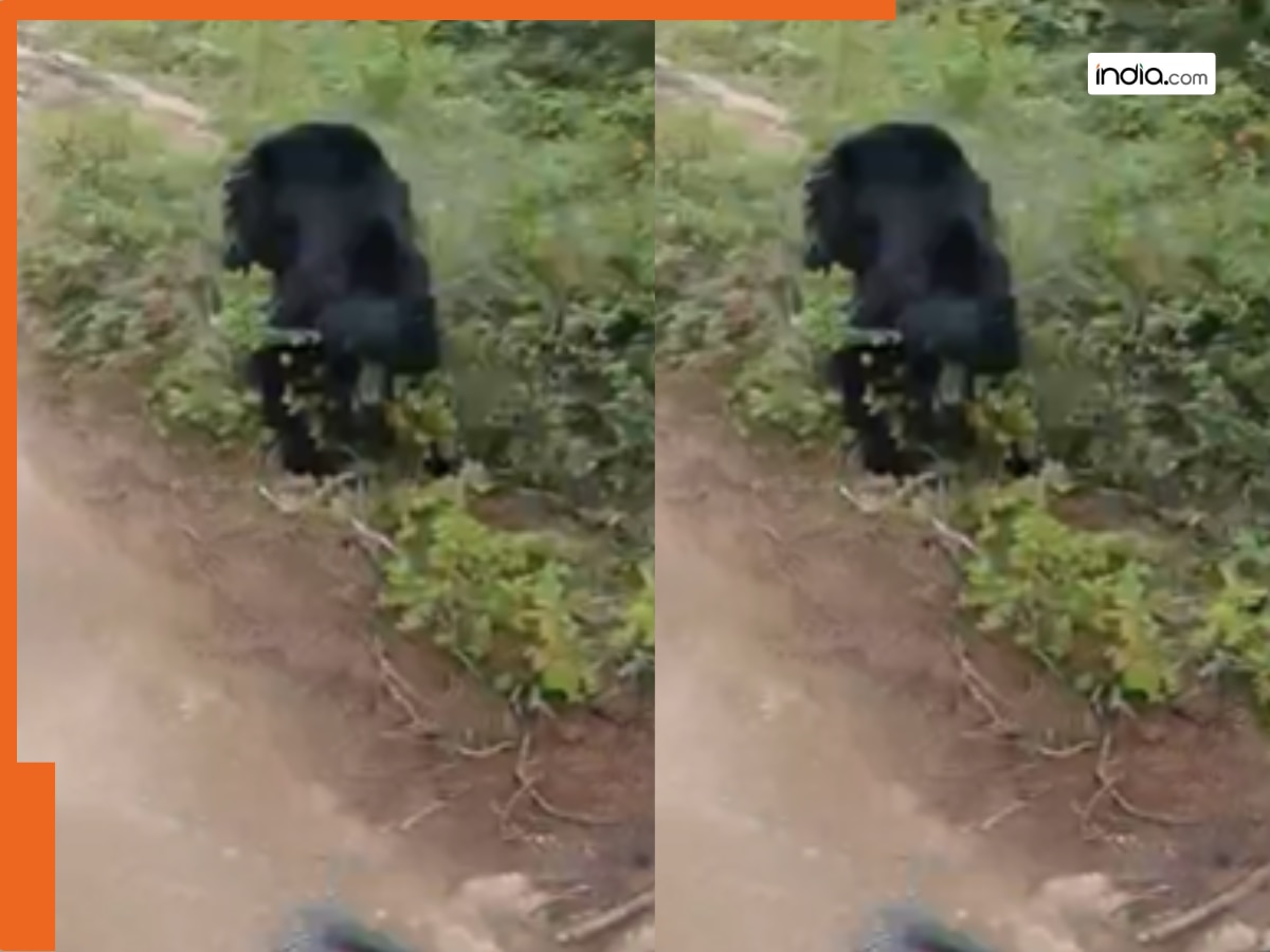 Bhalu Ka Video: साइकिल से जा रहा था शख्स अचानक सामने आ धमका भालू, फिर ...