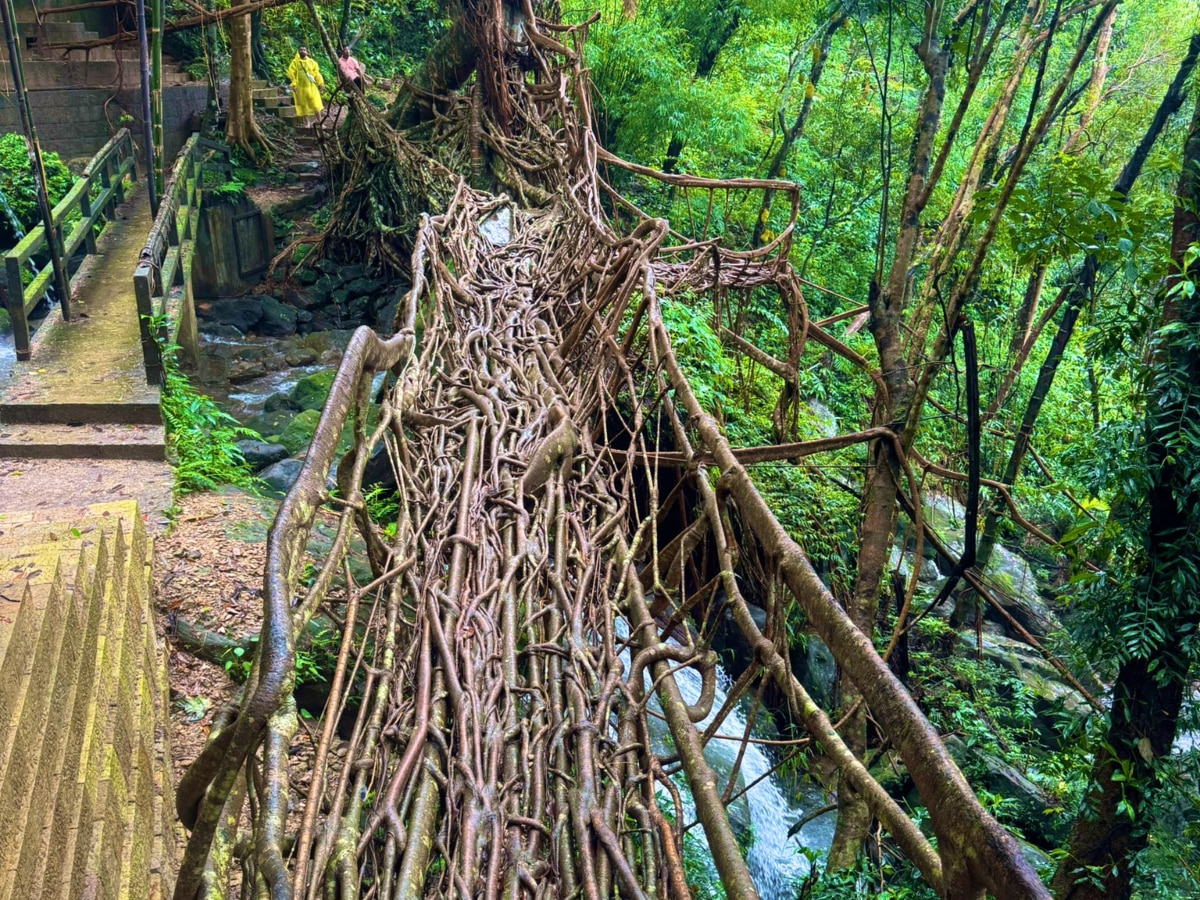 भारत का ऐसा पुल जो जिंदा है! सीमेंट-स्टील से नहीं, पेड़ की जड़ों से बना ये चमत्कारी ब्रिज, 200 ...