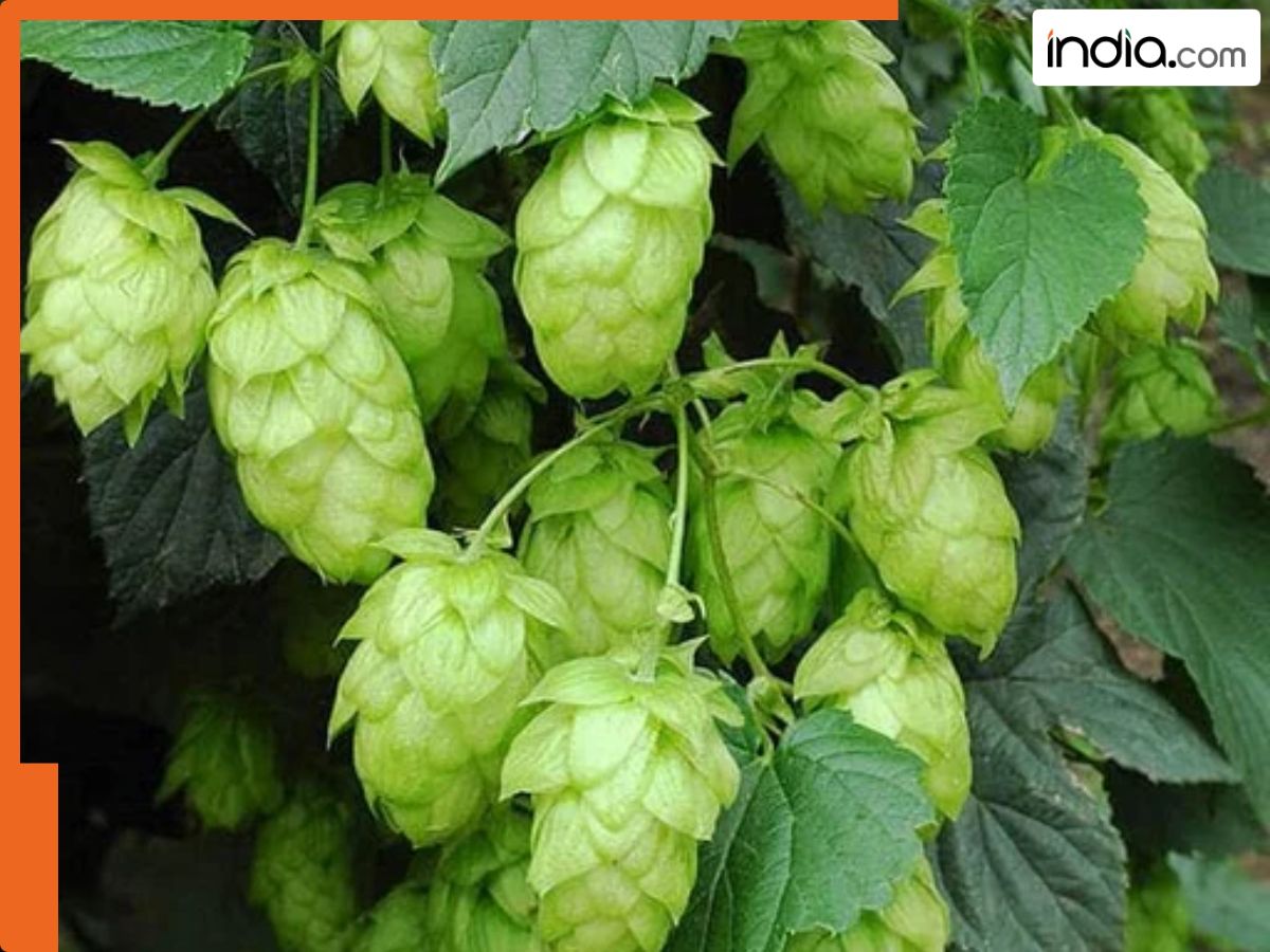 1 लाख रुपये किलो बिकती है ये सब्जी! जानिए क्यों इतनी महंगी है Hop Shoots