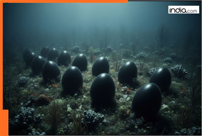 Scientists found mysterious black eggs 20000 feet beneath the Pacific ...