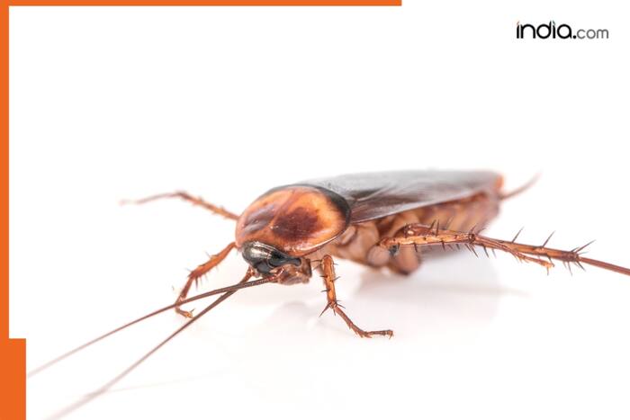 These 7 animals found on Earth can survive in space, names include ...