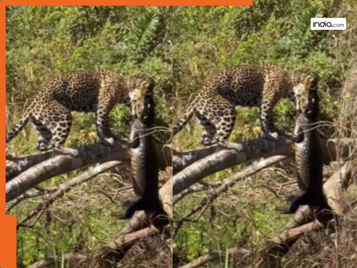 Animal Viral Video: पेड़ के ऊपर शिकार के आश में बैठा था तेंदुआ, जैसे ही ...