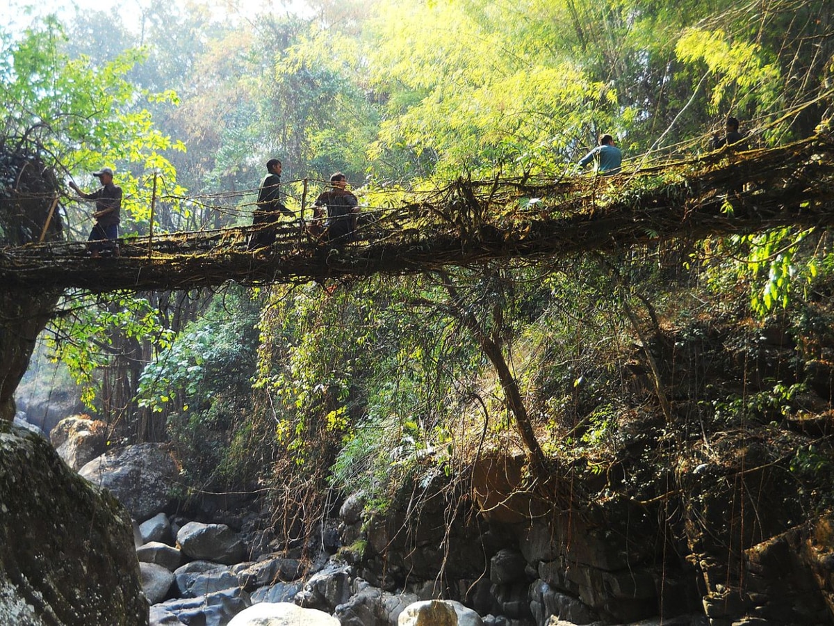 भारत का ऐसा पुल जो जिंदा है! सीमेंट-स्टील से नहीं, पेड़ की जड़ों से बना ...