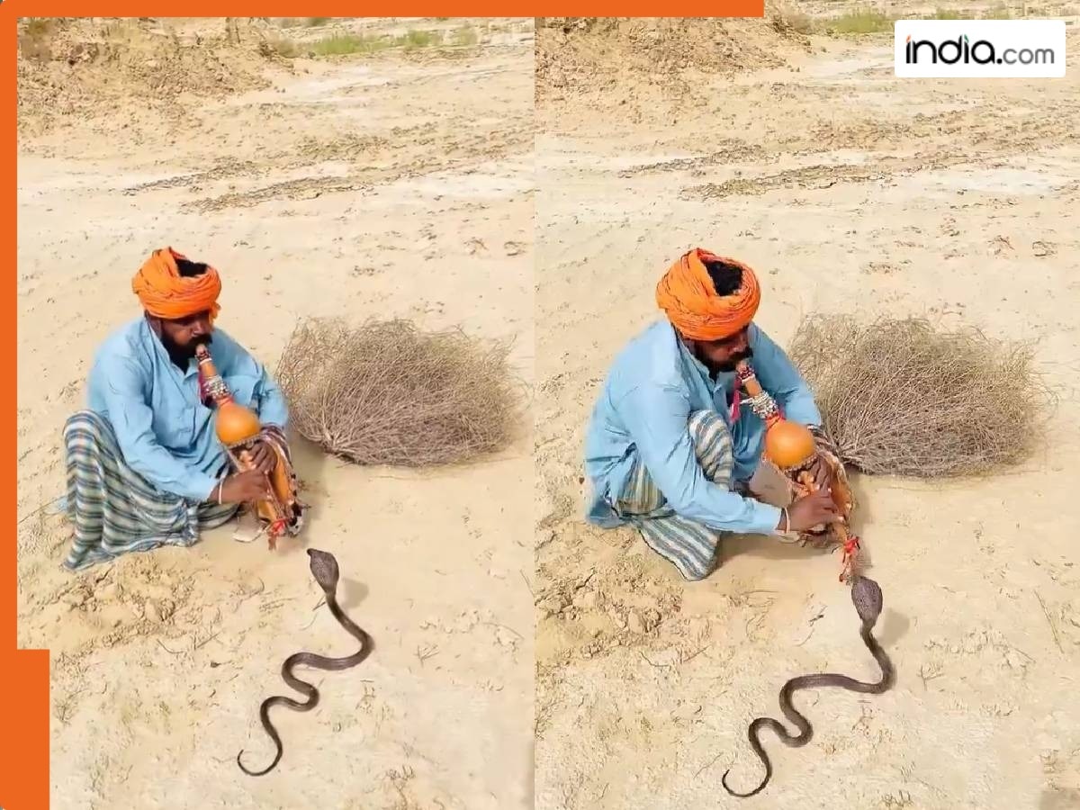 Cobra Saanp Ka Dance: ब्लैक कोबरा ने किया बीन की धुन पर डांस, सपेरे ने ...