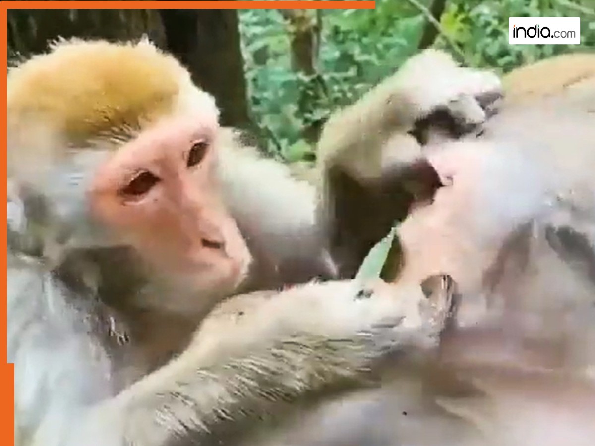 Bandar Ka Video: चुपचाप बंदर के पास पहुंची बंदरिया, फिर किया कुछ ऐसा ...