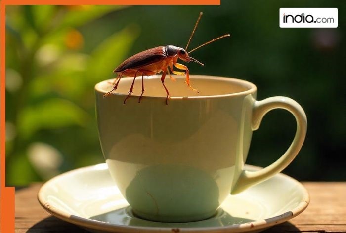 Are there crushed cockroaches in your favourite coffee? FDA reveals ...