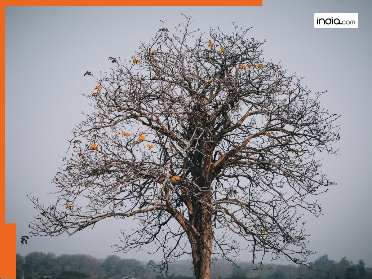 दुनिया के वो अनोखे देश, जहां नहीं है एक भी पेड़...फिर भी लोग लेते हैं ...