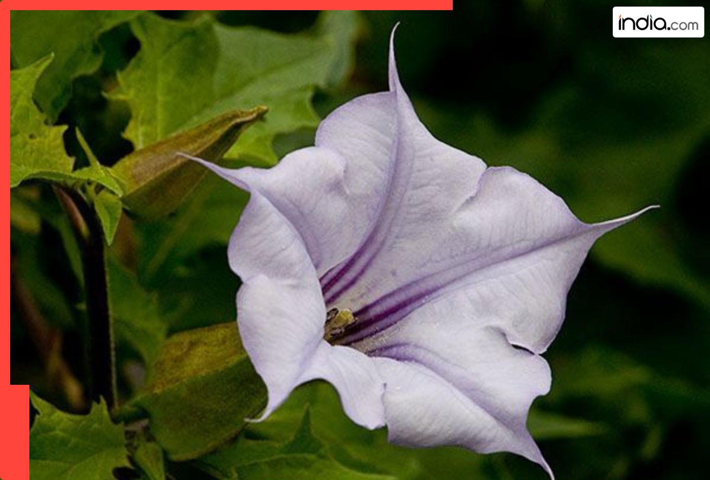 सेहत के लिए वरदान होता है शिव जी का ये पसंदीदा फूल....बीपी से लेकर शुगर ...