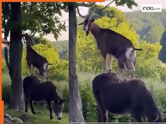 Gadha Aur Bakri Ka Video: गधे की अक्ल देख चौंक गए लोग! बकरी की भूख मिटाने के लिए लगाया ऐसा तगड़ा ...