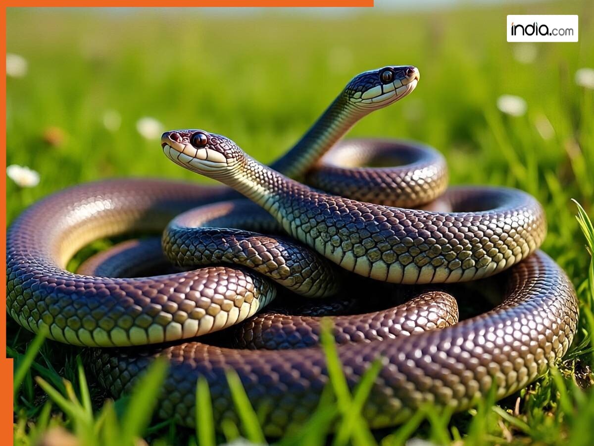 Color Changing Snakes: रंग बदलने में उस्ताद हैं ये सांप, अक्सर पहचानने ...