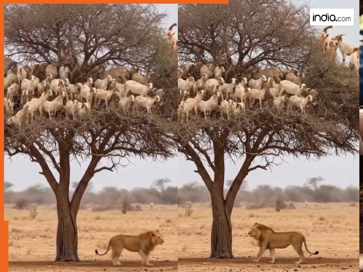 Sher Ka Video: नीचे शेर कर रहा था शिकार का इंतजार, जान बचाने के लिए ...