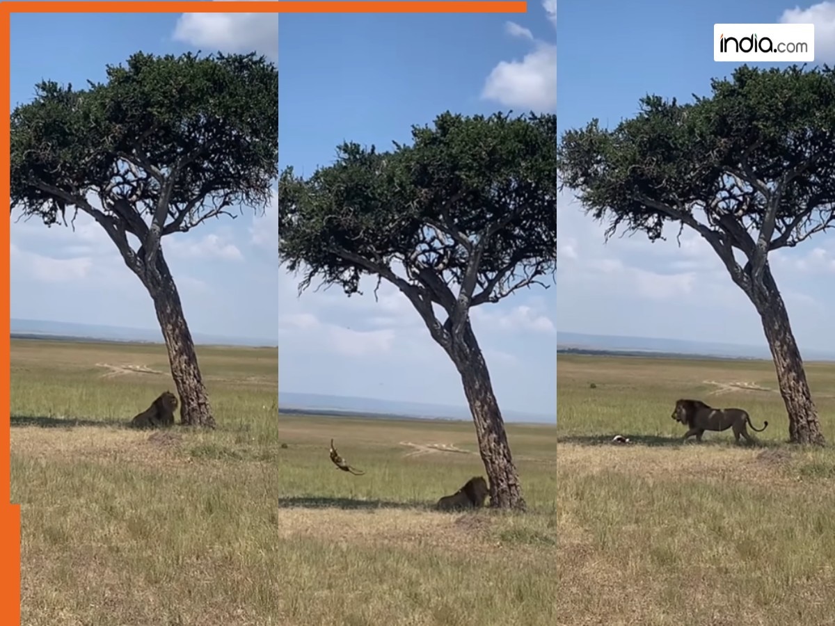 Sher Ka Video: पेड़ के नीचे बैठते ही शेर की लग गई लॉटरी, ऐसी चीज हाथ ...