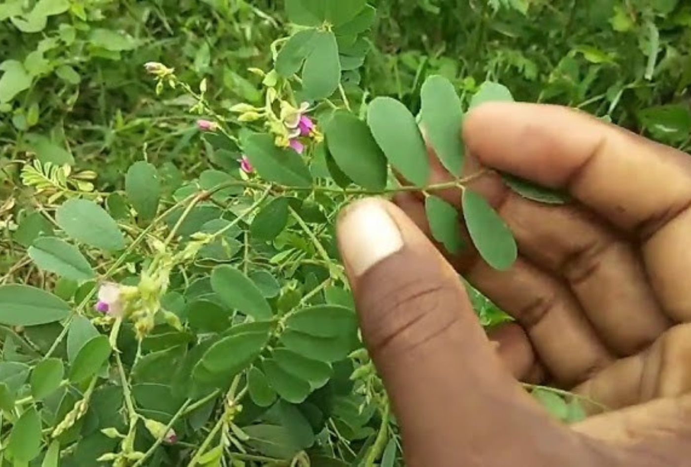 पित्त, लिवर और पेट से जुड़ी समस्याओं में रामबाण है शरपुंखा, जानें इसके ...