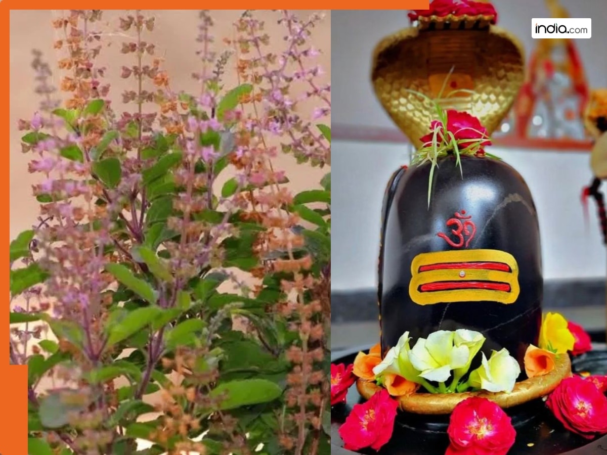 सावन के महीने में तुलसी पर मंजरी आने का क्या मतलब है?