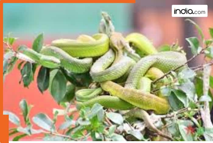 This country farms snakes like vegetables, reason behind snake farming ...