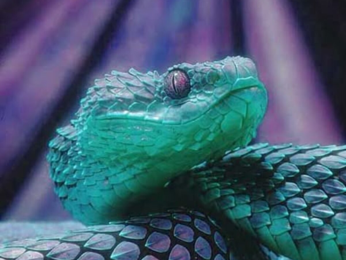 दुनिया का सबसे खतरनाक सांप, जिसके सिर पर होता है खास सेंसर…पेड़ से ...