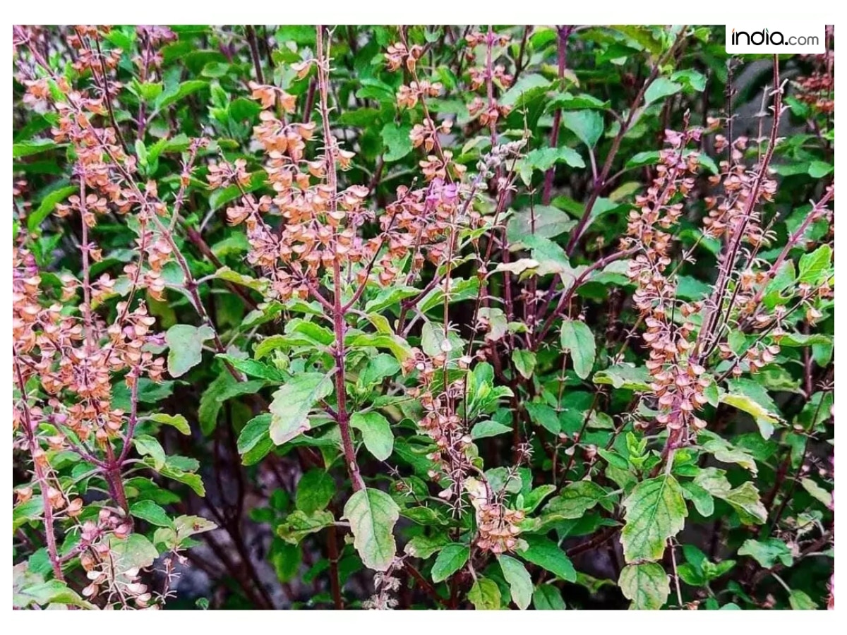 सावन के महीने में तुलसी पर मंजरी आने का क्या मतलब है?