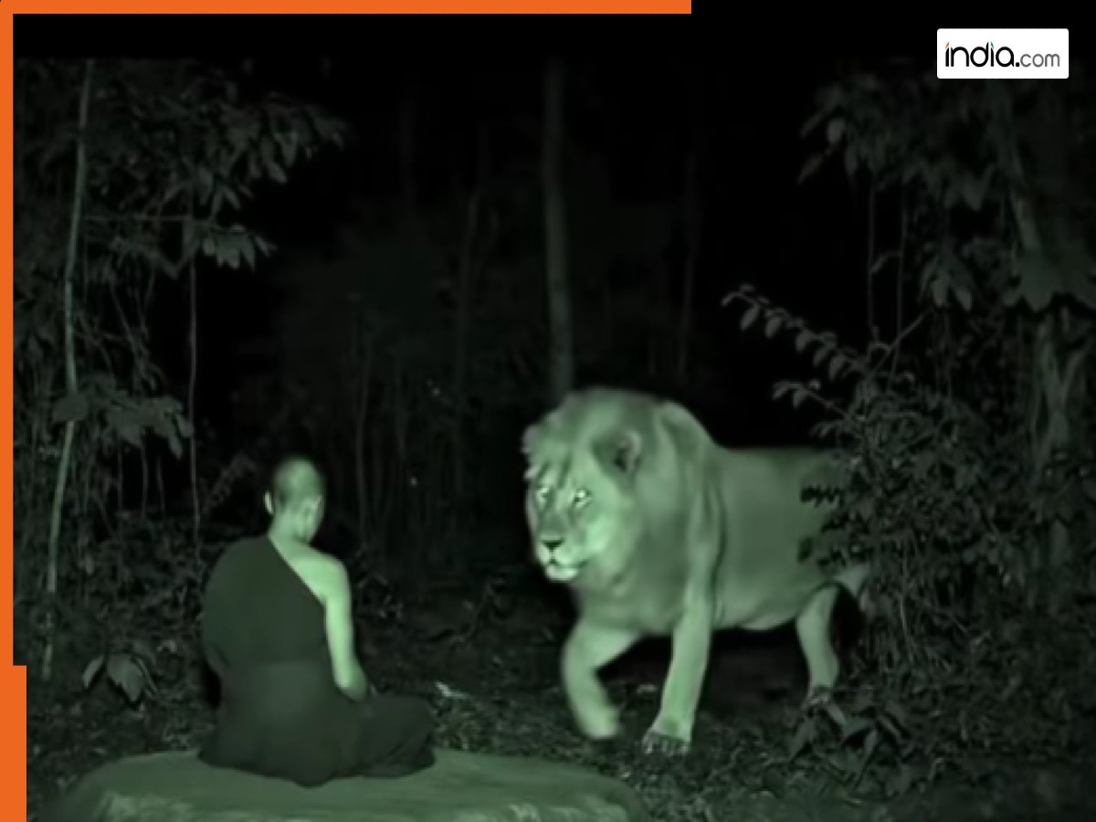 Sher Ka Video: ध्यान में लीन Monk के सामने आ गया शेर, फिर जो दिखा हिल ...
